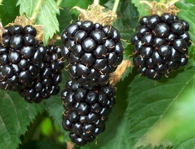 CONFITURE ARTISANALE DE MÛRES - Produit de la ferme - Escargotière du LYS
